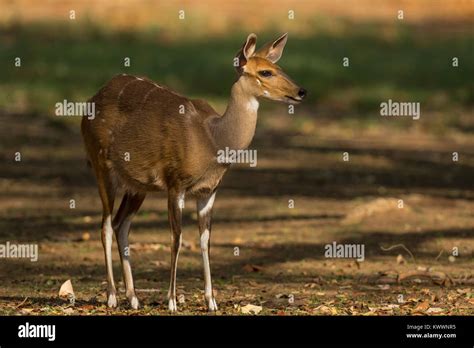Cape Bushbuck Imbabala Tragelaphus Sylvaticus Bushbuck Tragelaphus