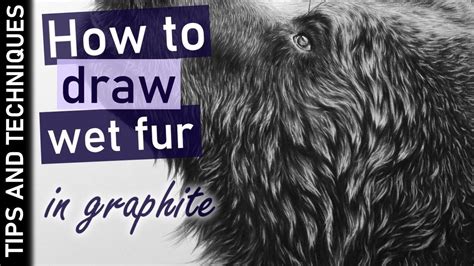 How To Draw Wet Fur In Graphite