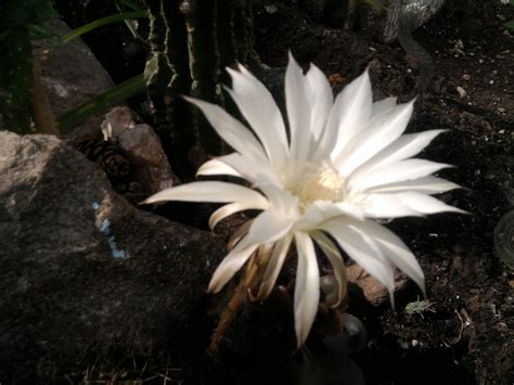 Текстильные куклы: Цветы кактуса.