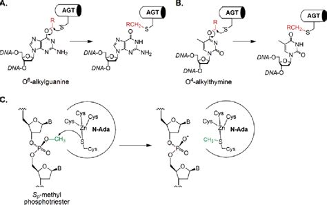 Figure 3 From Direct Reversal Of Dna Alkylation Damage Semantic Scholar