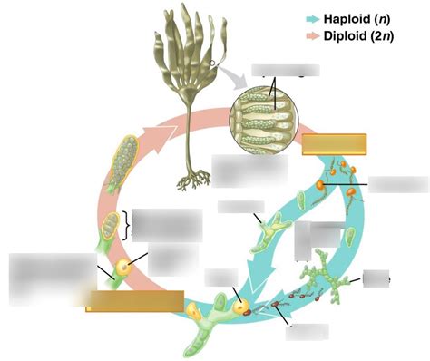 Brown Algae Diagram Quizlet