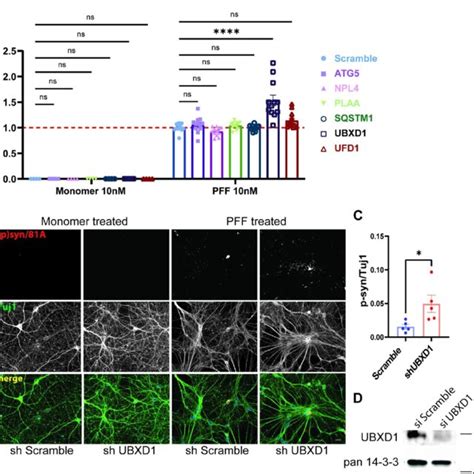 Vcp Cofactor Ubxd1 Knockdown Augments αs Seeding A αs Biosensors Were