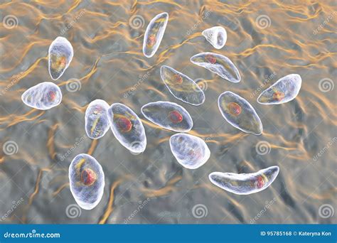 Parasitic Protozoans Toxoplasma Gondii In Bradyzoites Stage Inside Cyst