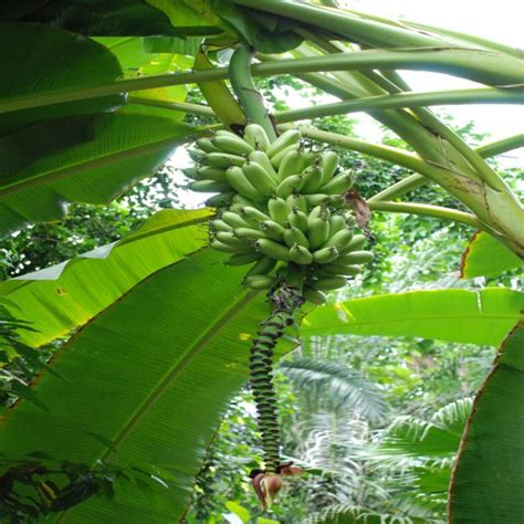 Food Segmentation Instance Segmentation Dataset And Pre Trained Model