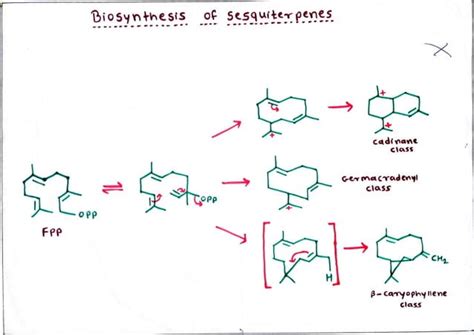 Biosynthesis Of Sesquiterpenes