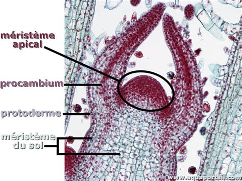 Protoderme Définition Et Explications