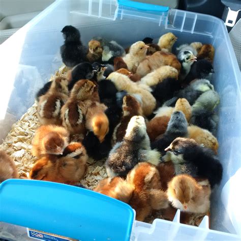 FEMALE Sex Link Autosexing Chicks 99 Accuracy