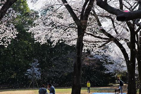 清水公園 池畔の桜 清多夢くらぶ 楽天ブログ