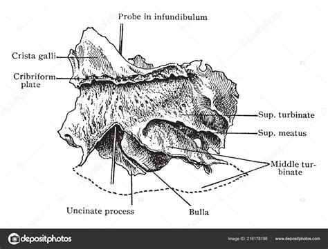 Ethmoid Anatomy Ethmoid Anatomy
