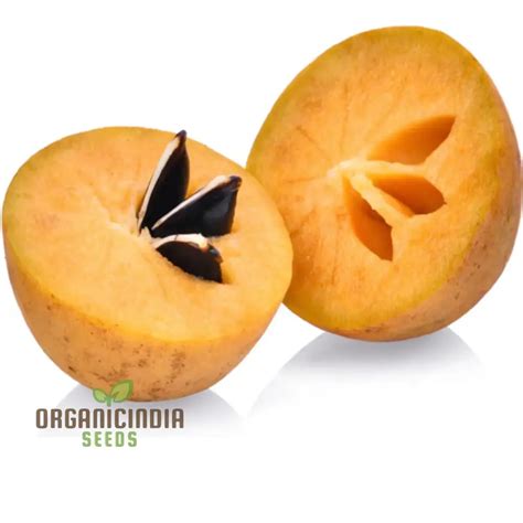 Chiku Fruit Seeds For Gardening Enthusiasts â€ Ideal Lush Productive
