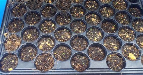 Affnans Aquaponics To Kuchai Or Not To Kuchai Part 3