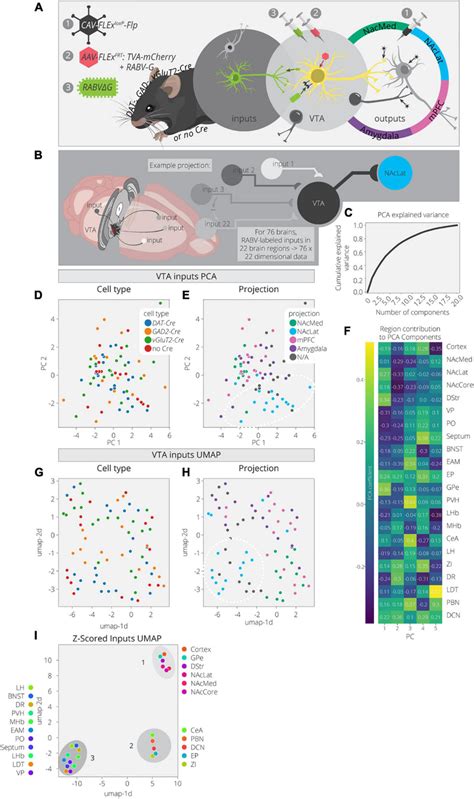 Clusters Of Vta Inputs Revealed By Dimensional Reduction A