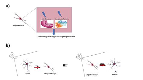 Oligodendrocyte Diagram