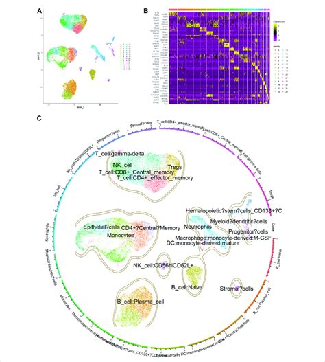 Cell Clusters Markers And Annotation Of Scrna Sequencing Data A