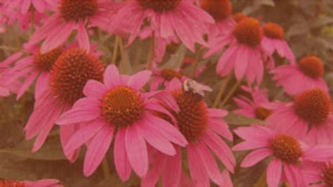 Homeopathic Medicine Echinacea Homeo Remedies
