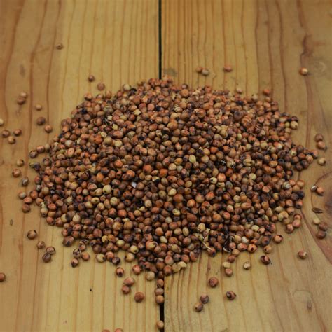 All About Wild Bird Food Milo Seed Wild Bird Feeding Institute