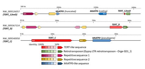 Arrangement Of Tert Like Sequences Identified In The N Sylvestris Download Scientific Diagram