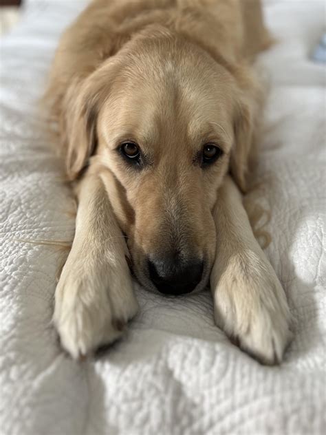 Baloo Showing Off His Melty Face Rrarepuppers