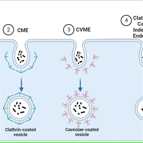 Schematic Diagram Of The Nps Uptake Processes Influenced By The Nps Download Scientific