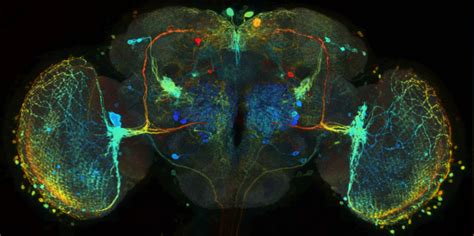 P{vt008474 Gal4} Expression Pattern [vfbexp Fbtp0105312] Virtual Fly Brain