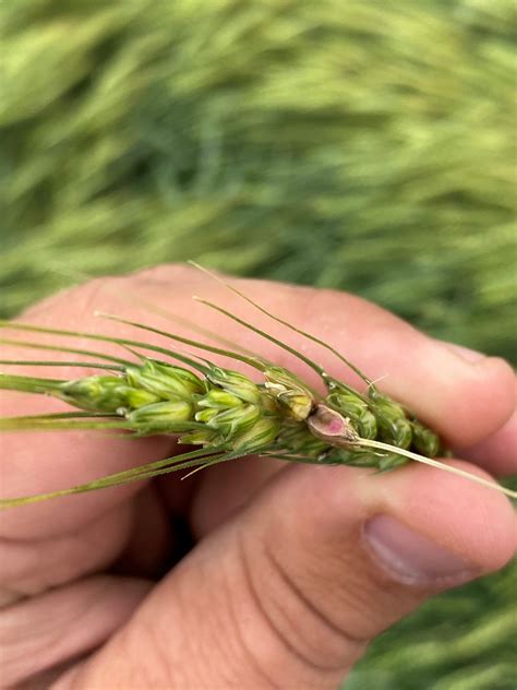 Head Scab Fusarium Head Blight In Wheat Crop Quest