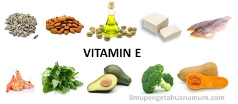10 Makanan Yang Mengandung Vitamin E Tertinggi