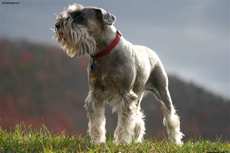 Miniature Schnauzer Pictures Information Temperament