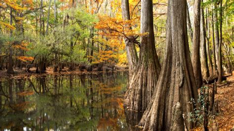 Congaree National Park Audubon