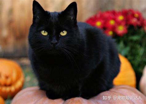 今生一定要养一只中国玄猫好处多 知乎