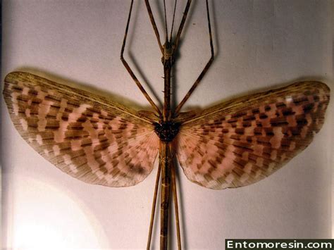 Diesbachia Tamyris Phasmid Malaysia Embedded In Clear Resin