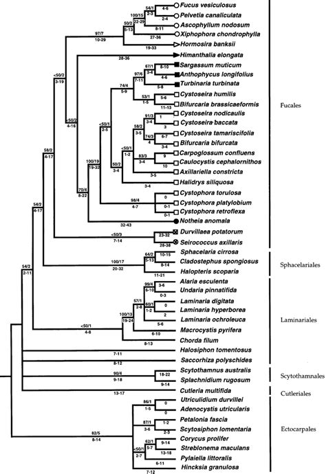 Strict Consensus Tree Of 48 Most Parsimonious Trees Inferred From Large