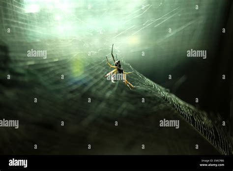 Spider In A Cobweb Close Up Stock Photo Alamy