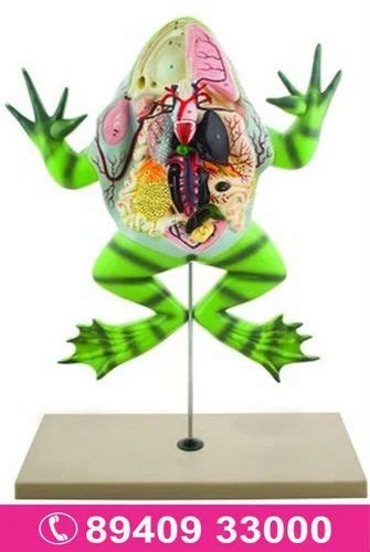 Wood And Plastic Science Models Sf00001689 At ₹ 2500piece In