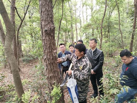市林业综合执法支队督导2024年林业有害生物防控松材线虫病打孔注药综合防治项目施工现场