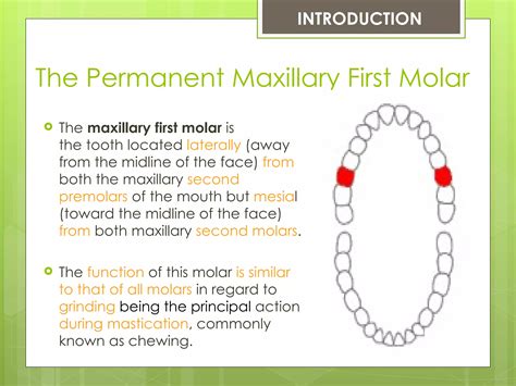 The Permanent Maxillary First Molar Ppt