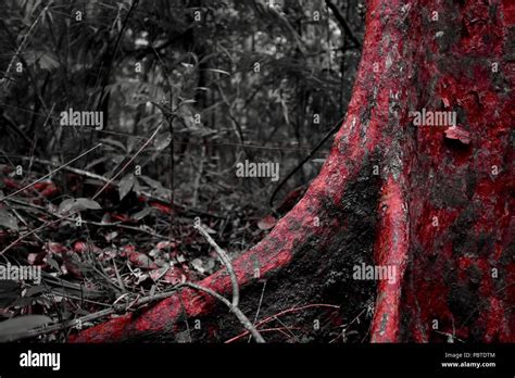 Red Tree Bark Of The Paperbark Satin Ash Syzygium Papyraceum Red Filter Photo Using A Fuji