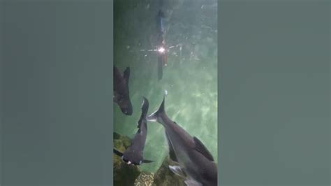 აკვარიუმი Youtube