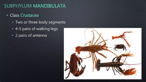 Arthropod Classification Pptx