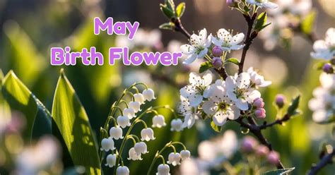 May Birth Flowers Lily Of The Valley And Hawthorn Meaning