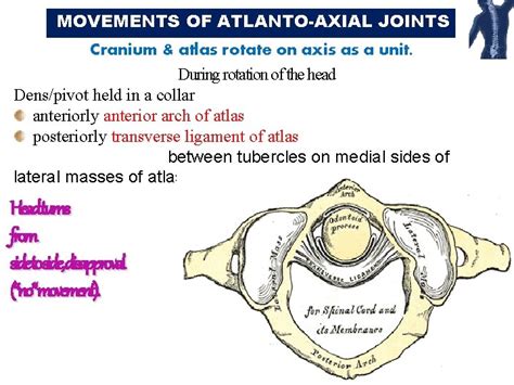 Joints Of The Vertebral Column Spine By Sara
