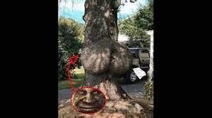 Create Meme Tree Funny Jokes Pictures Meme Arsenal Com