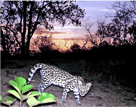 Northern Tiger Cat Leopardus Tigrinus In Its Key Worldwide