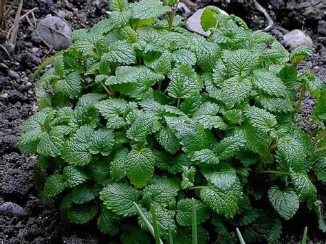 Lemon Balm Herb Uses Benefits And Side Effects