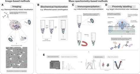Advances In Spatial Proteomics Mapping Proteome Architecture From