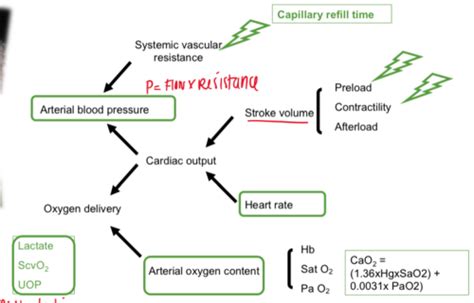 Monitoring Cardiovasculature Flashcards Quizlet