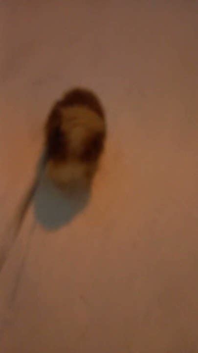 Парень газует🤣 Youtube