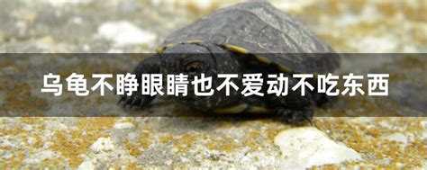 乌龟不睁眼睛也不爱动不吃东西怎么治疗 乌龟不睁眼睛也不爱动不吃东西趴在干的地方 参考网