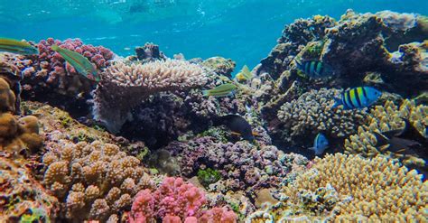 깊은 바다 다채로운 해양 대양 같은 물고기 물의 바다 바다 사진 바다 자연 바다의 깊이 산호 산호 생물다양성 산호초 산호초 보존 산호초 생태계