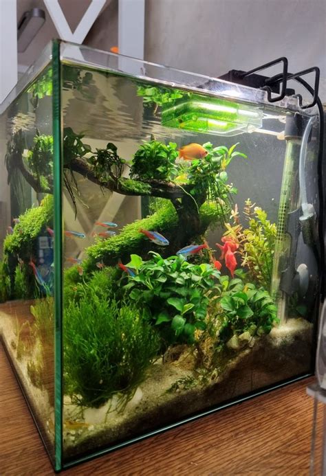 Аквариумный мох растения для аквариума разные виды 40 грн Акваріумістика Київ на Olx