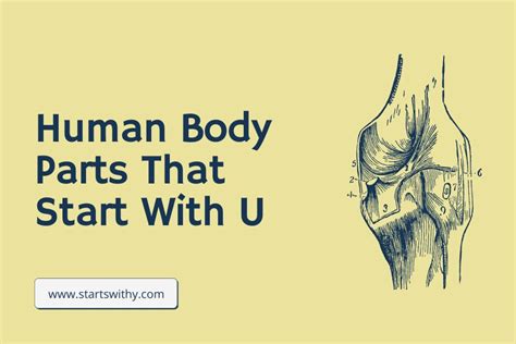 52 Human Body Parts That Start With C